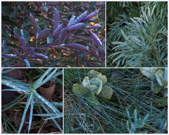 Geelong Botanic Gardens – Trees et al