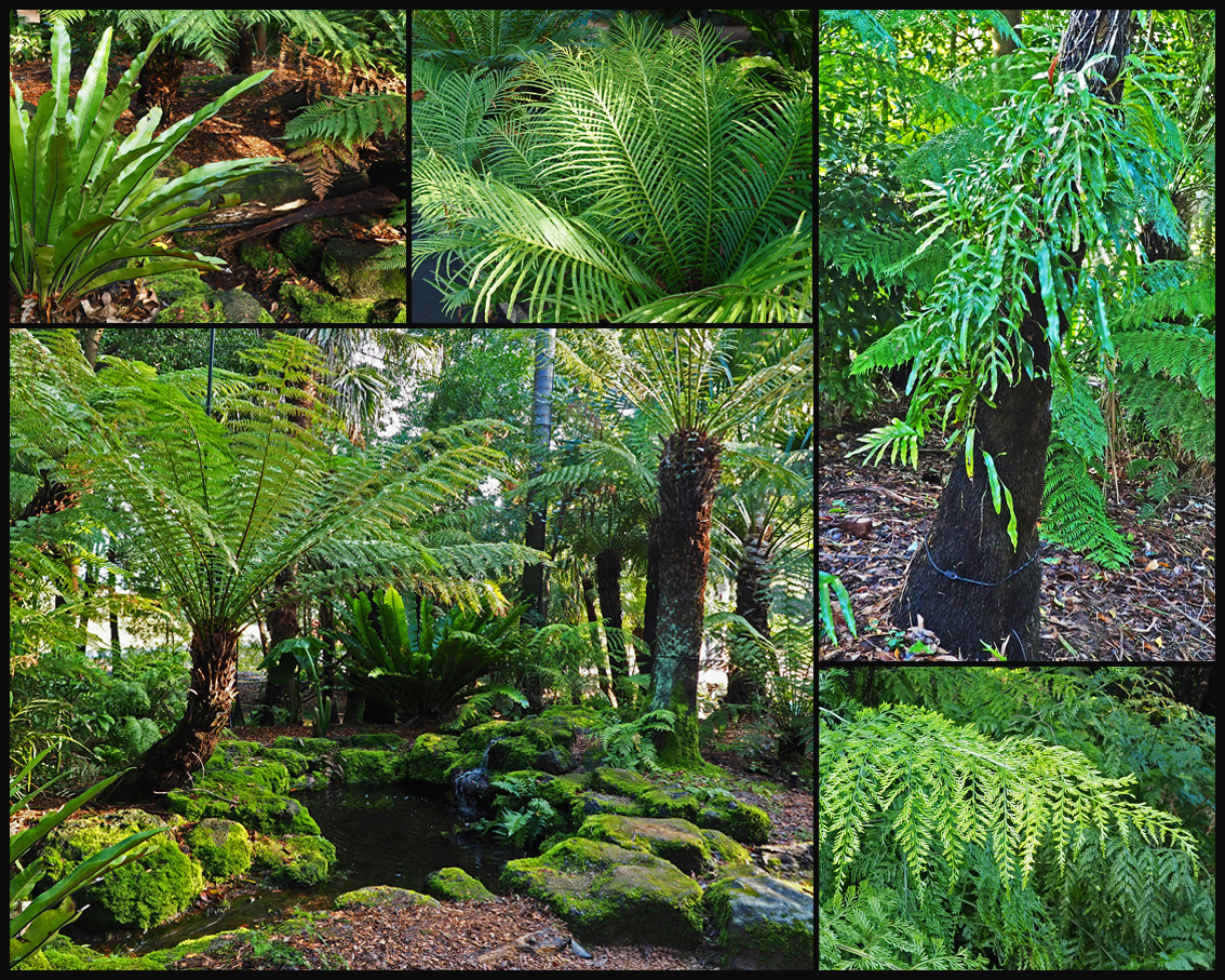 Geelong Botanic Gardens – Trees et al